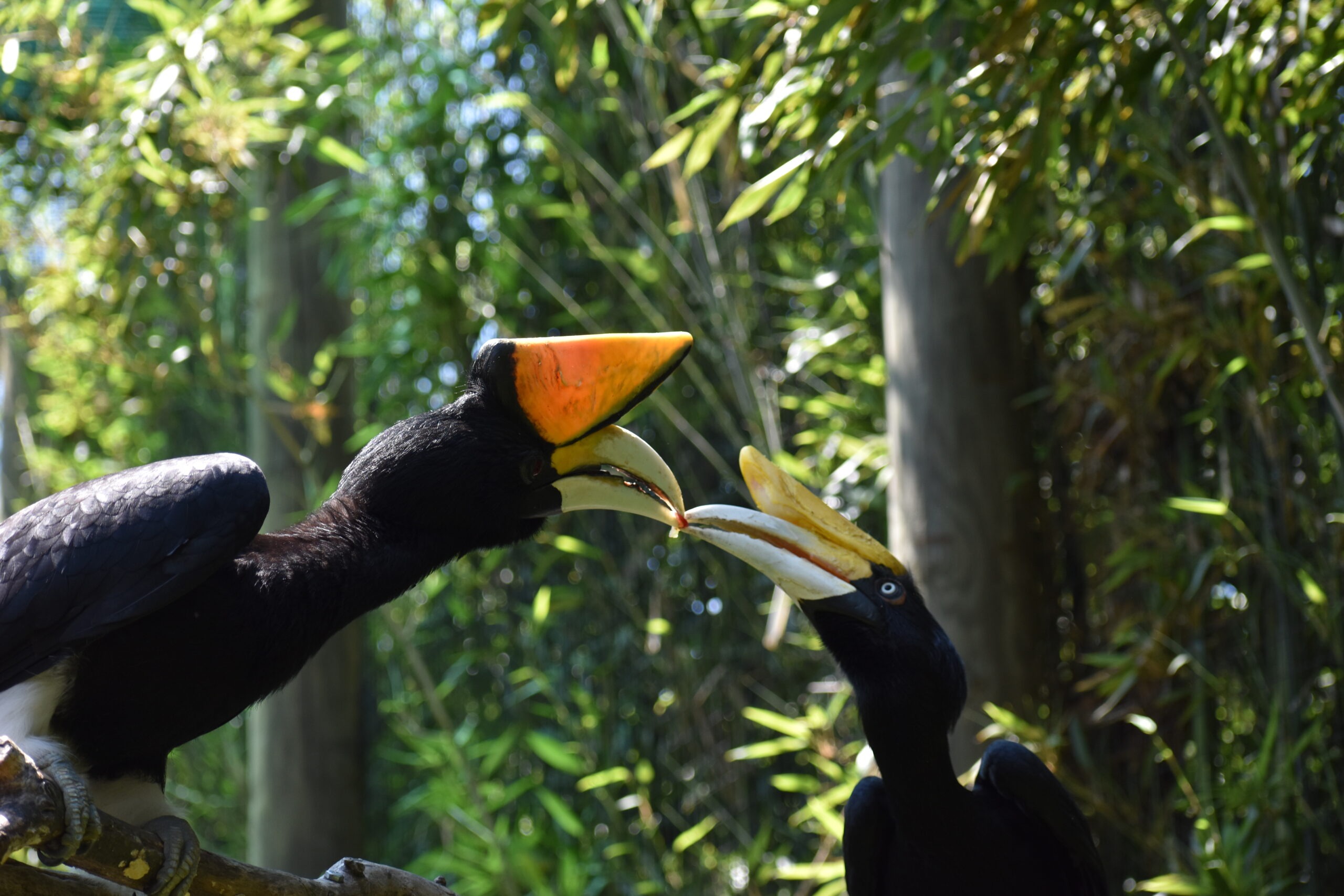 Visit the Virginia Zoo Animals Today!