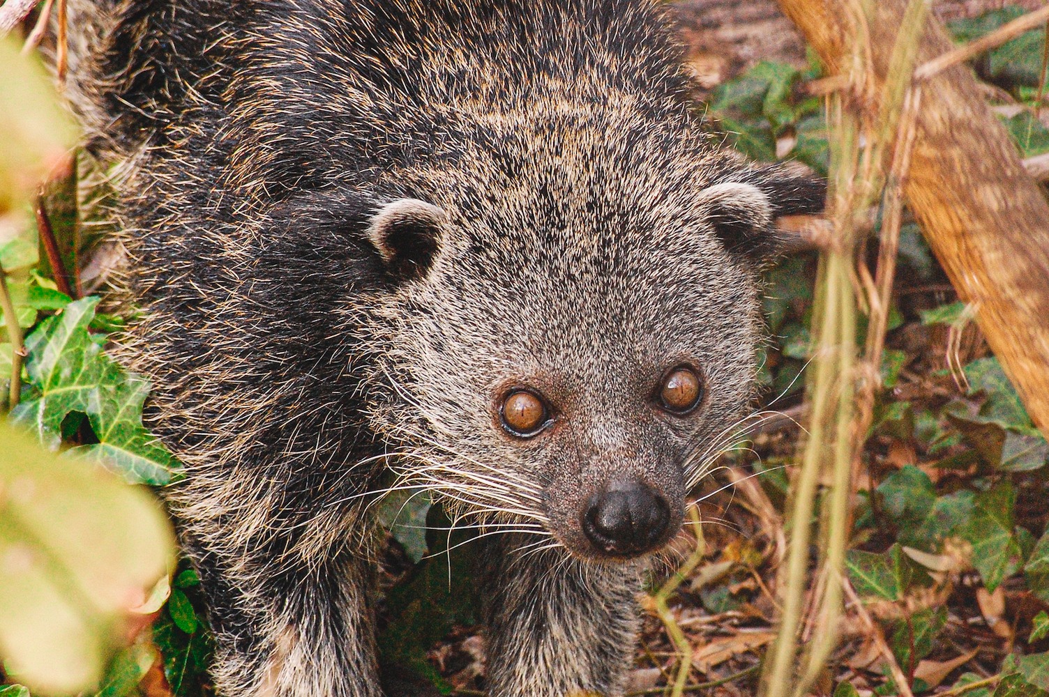 Visit the Virginia Zoo Animals Today!