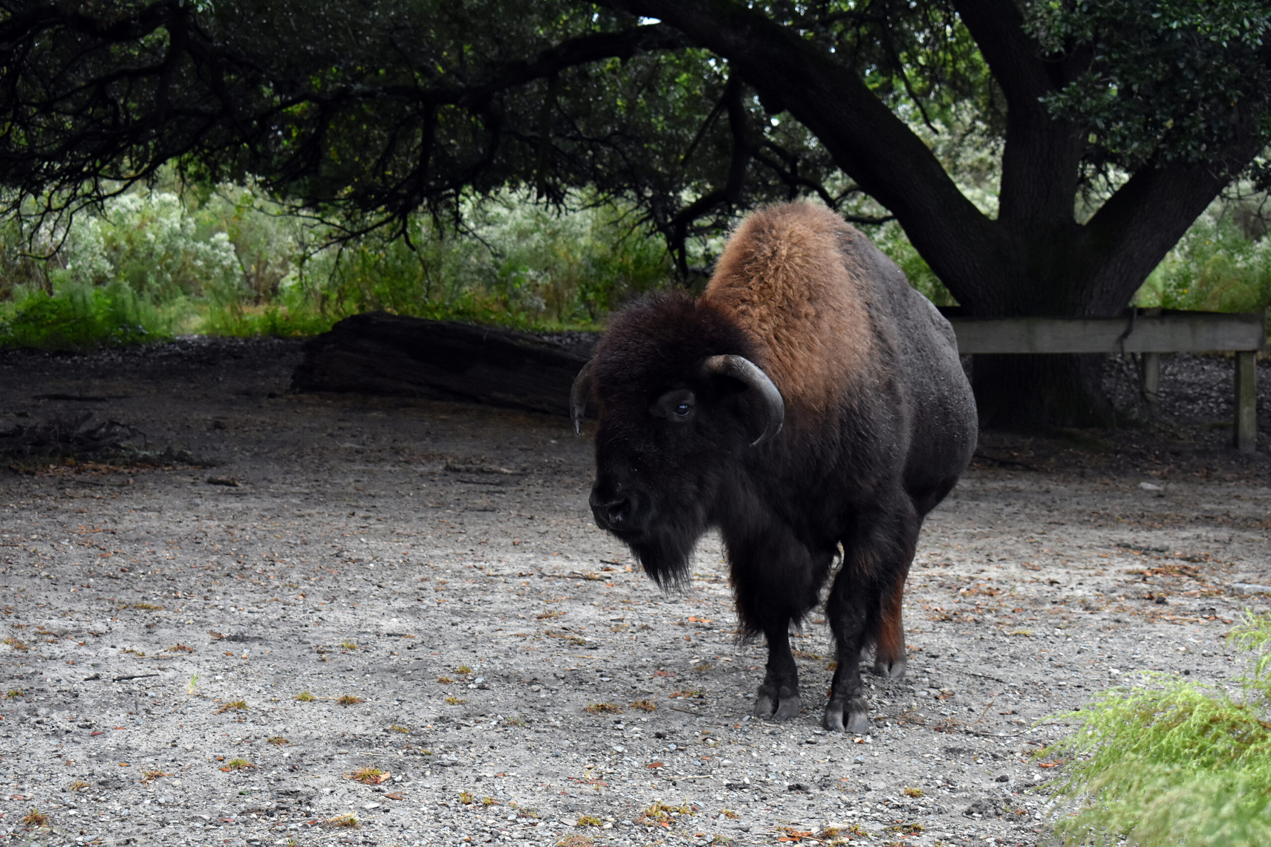 Visit the Virginia Zoo Animals Today!
