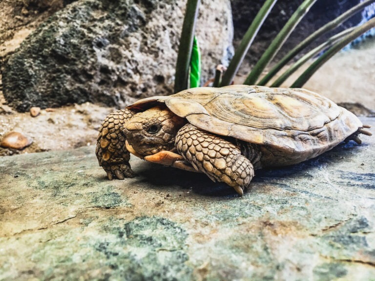 Visit the Virginia Zoo Animals Today!