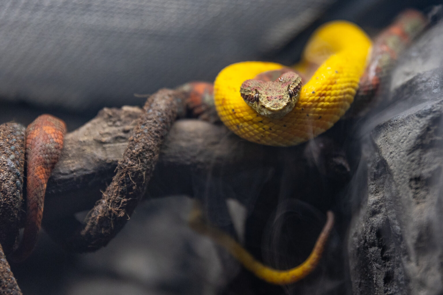 Visit the Virginia Zoo Animals Today!