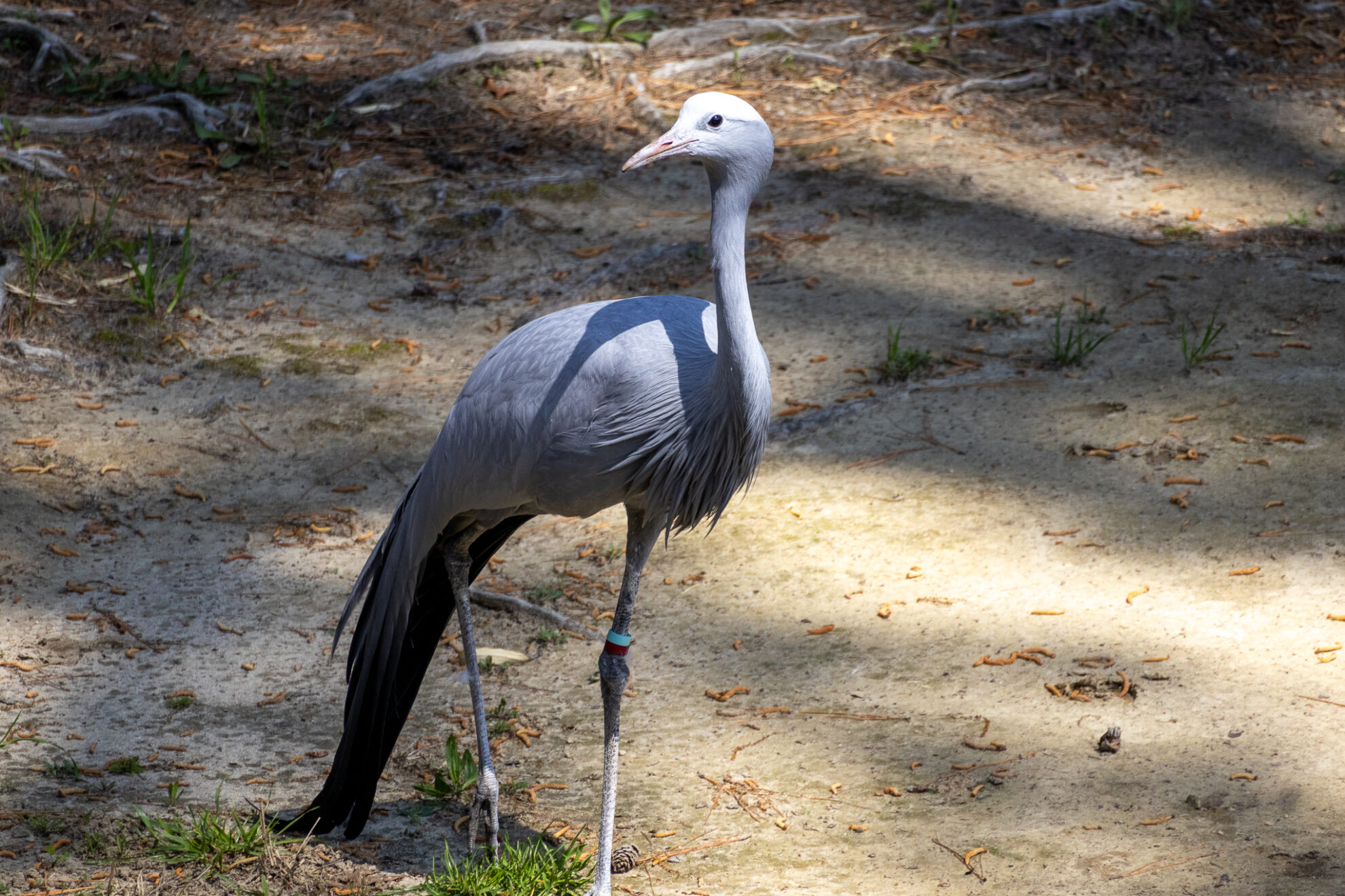 Visit the Virginia Zoo Animals Today!