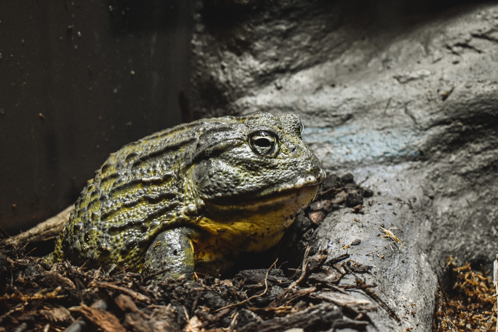 Visit the Virginia Zoo Animals Today!