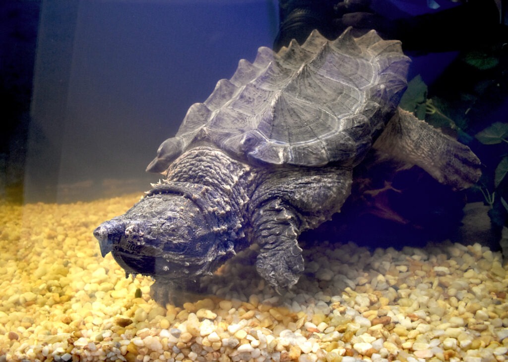 Visit the Virginia Zoo Animals Today!