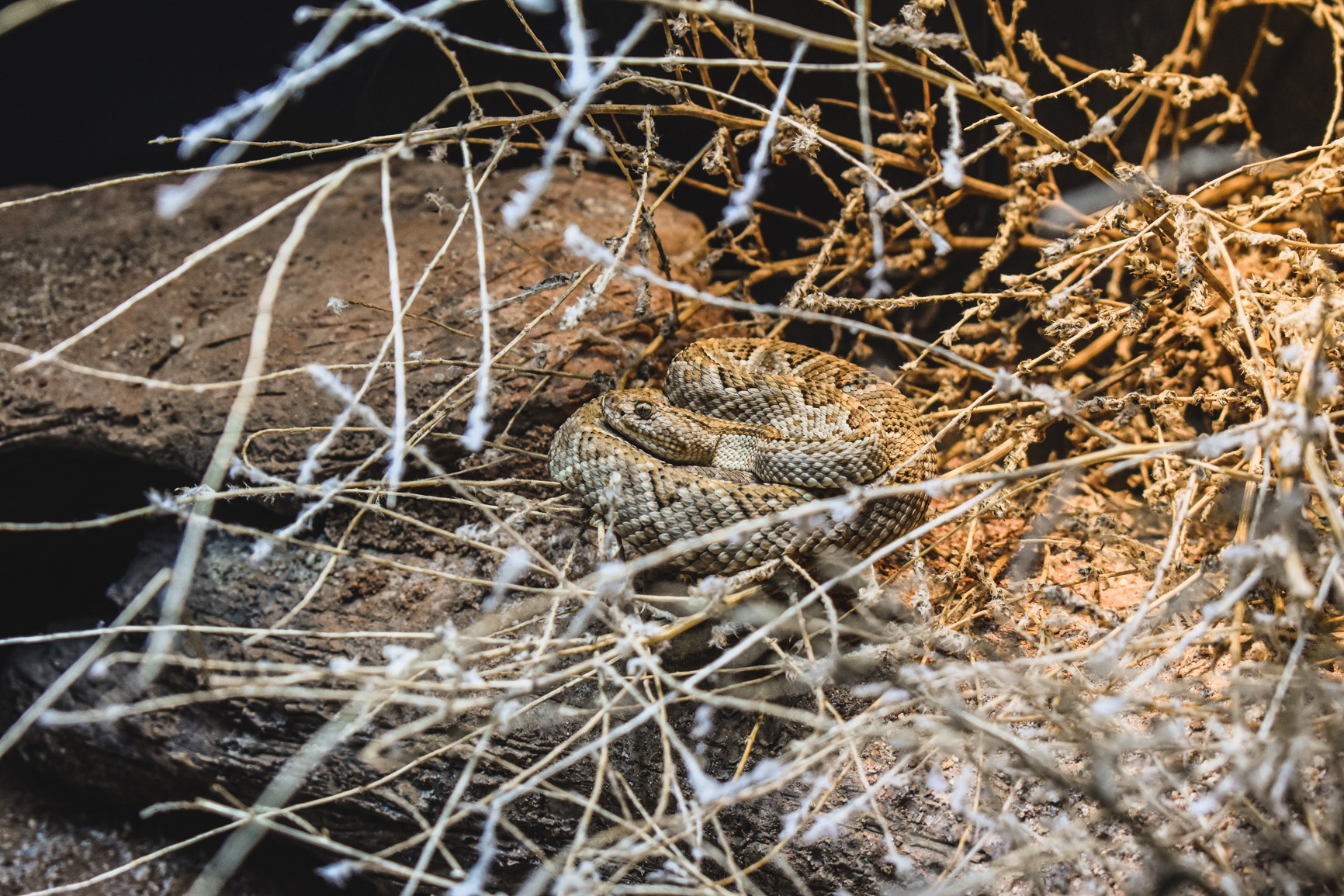 Aruba Island Rattlesnake - Virginia Zoo