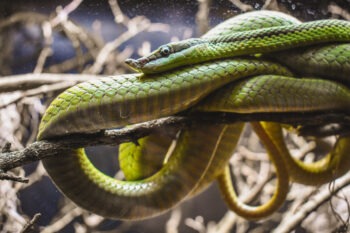 Visit the Virginia Zoo Animals Today!