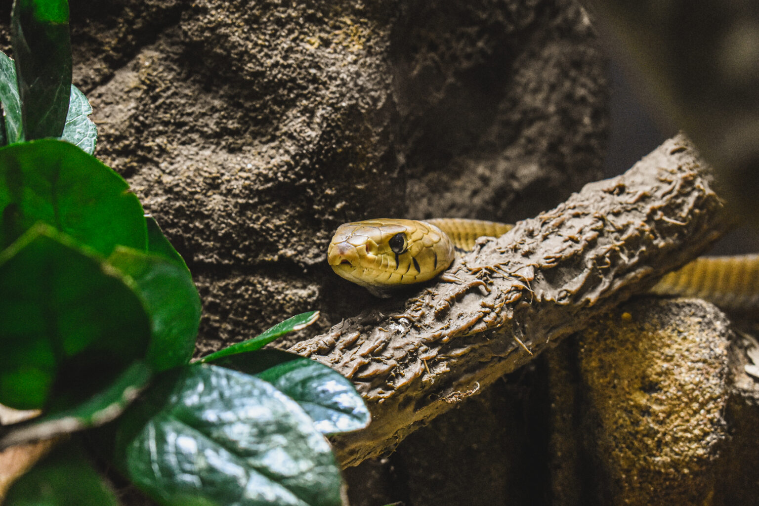 Visit the Virginia Zoo Animals Today!