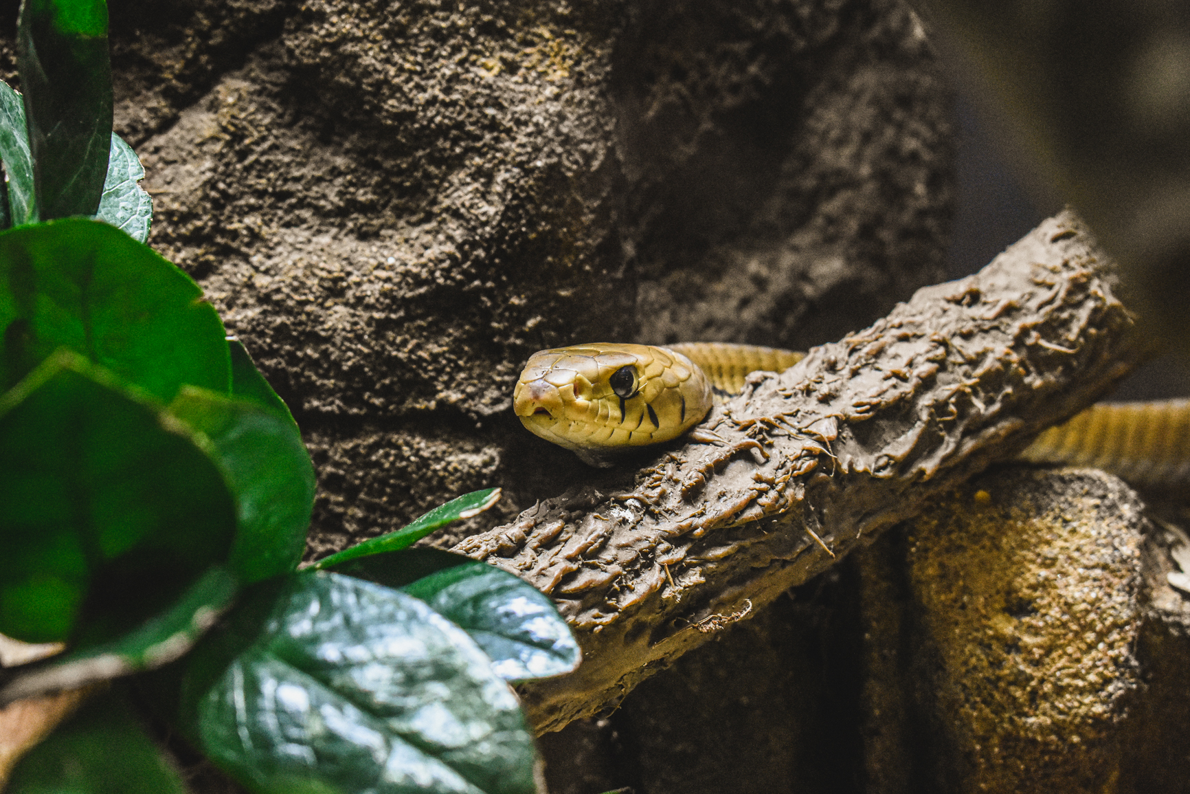 Visit the Virginia Zoo Animals Today!