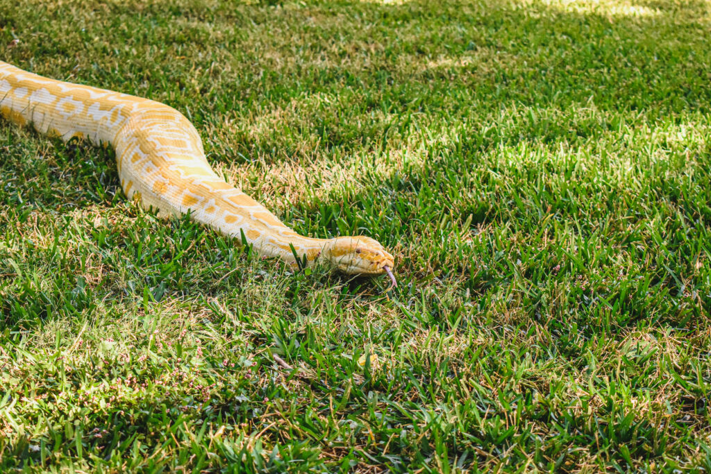 Burmese python - Virginia Zoo