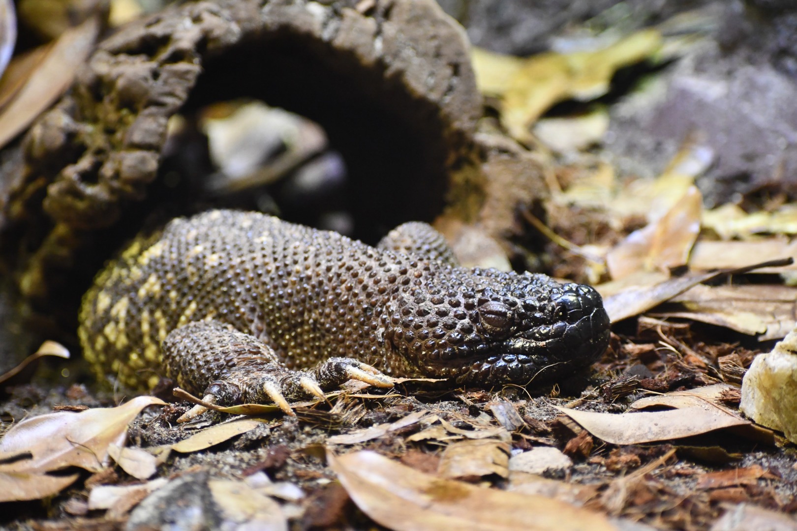 Visit the Virginia Zoo Animals Today!