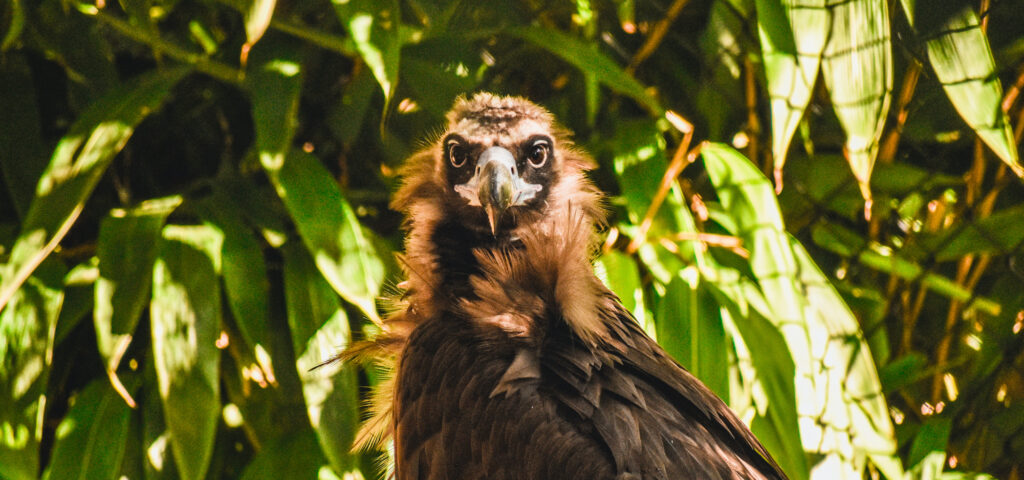 Cinereous Vulture - Virginia Zoo