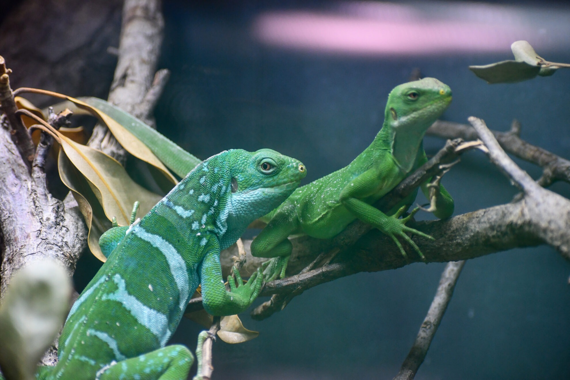 Visit the Virginia Zoo Animals Today!