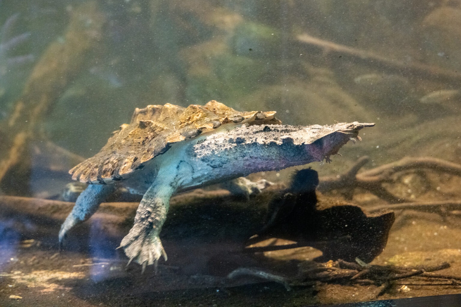 Visit the Virginia Zoo Animals Today!