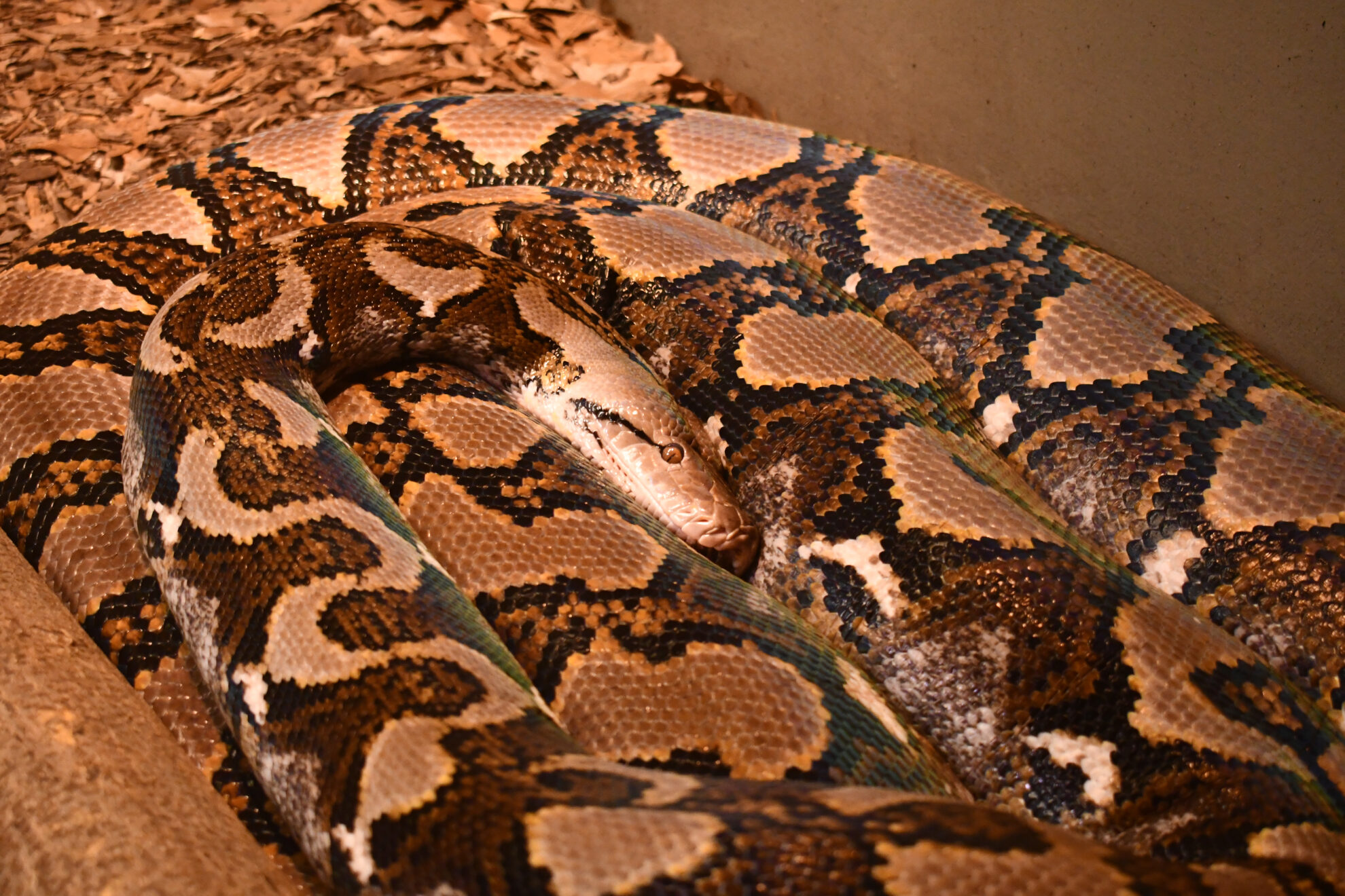 Visit the Virginia Zoo Animals Today!