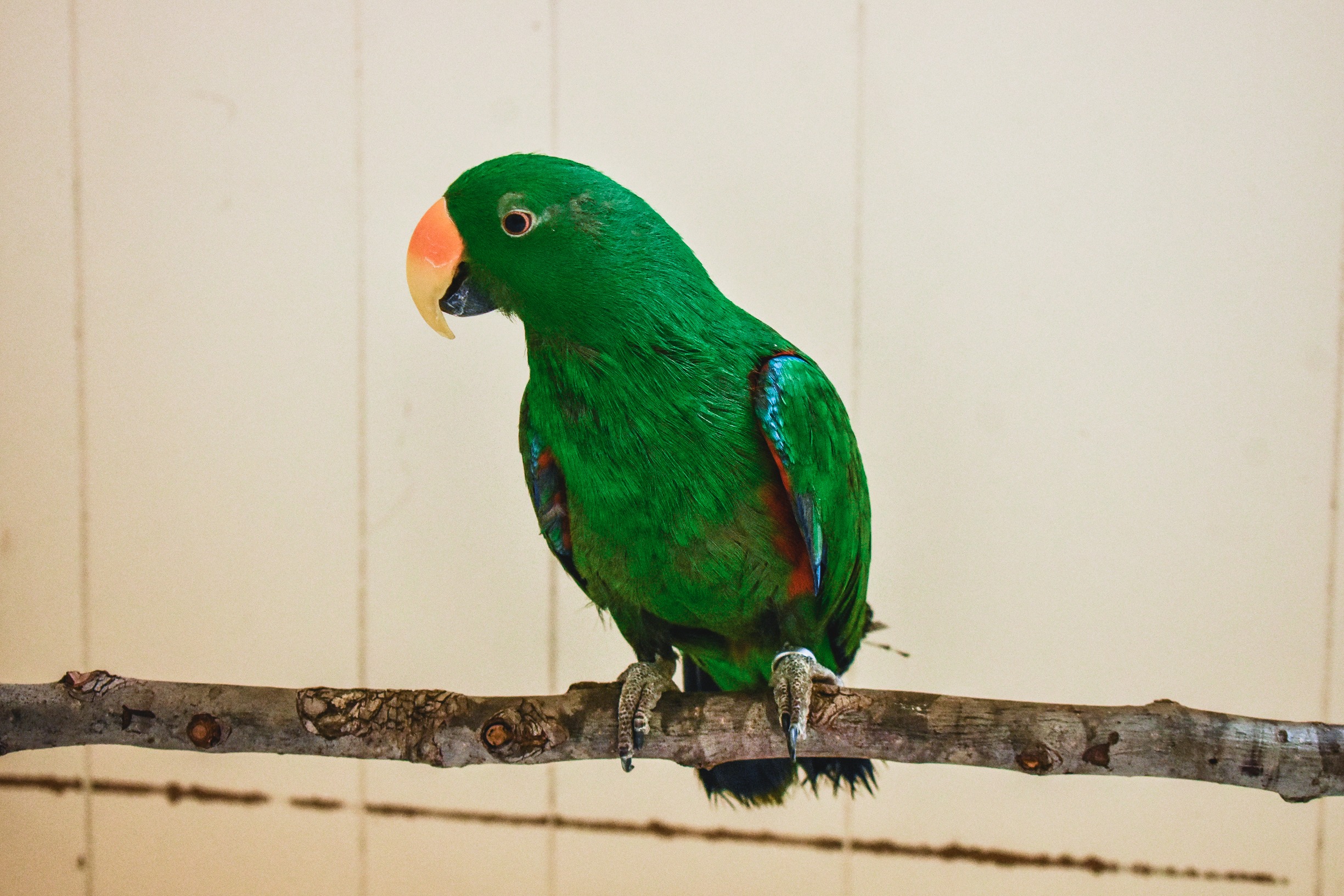 Visit the Virginia Zoo Animals Today!