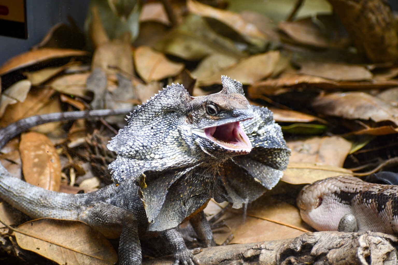 Visit the Virginia Zoo Animals Today!