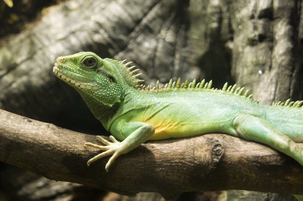 Visit the Virginia Zoo Animals Today!