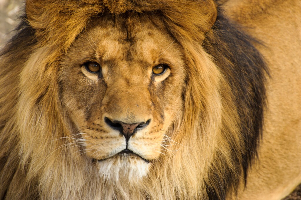 Visit the Virginia Zoo Animals Today!