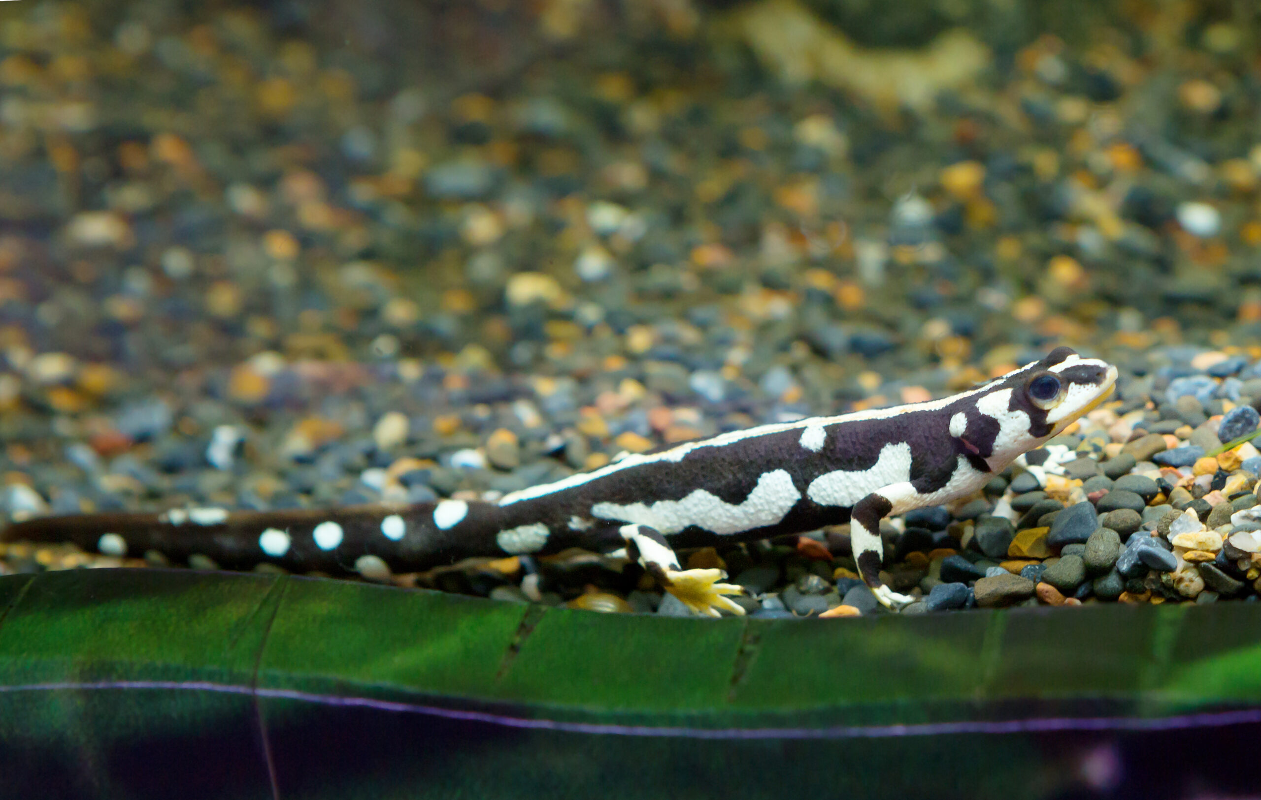 Visit the Virginia Zoo Animals Today!