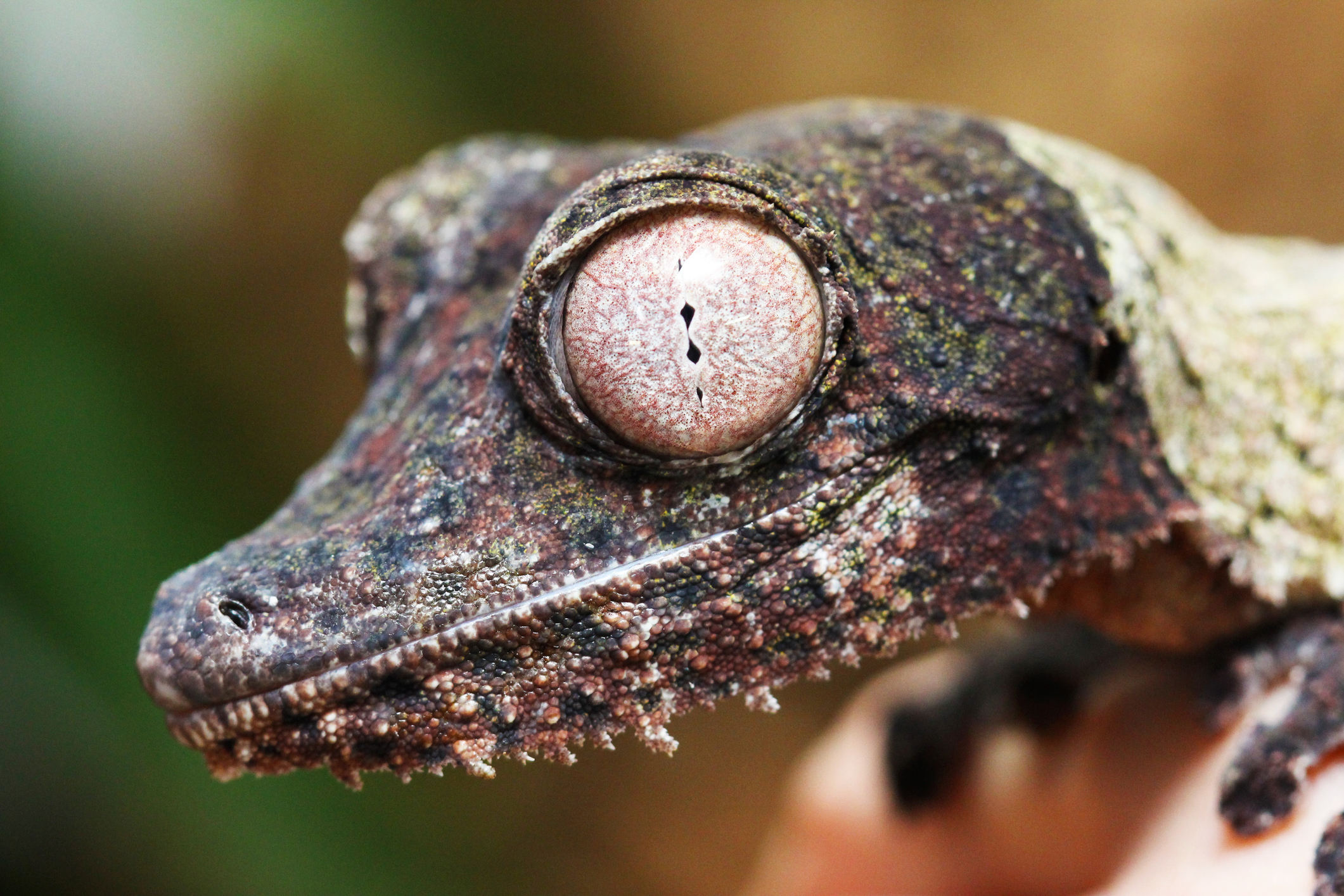 Visit the Virginia Zoo Animals Today!