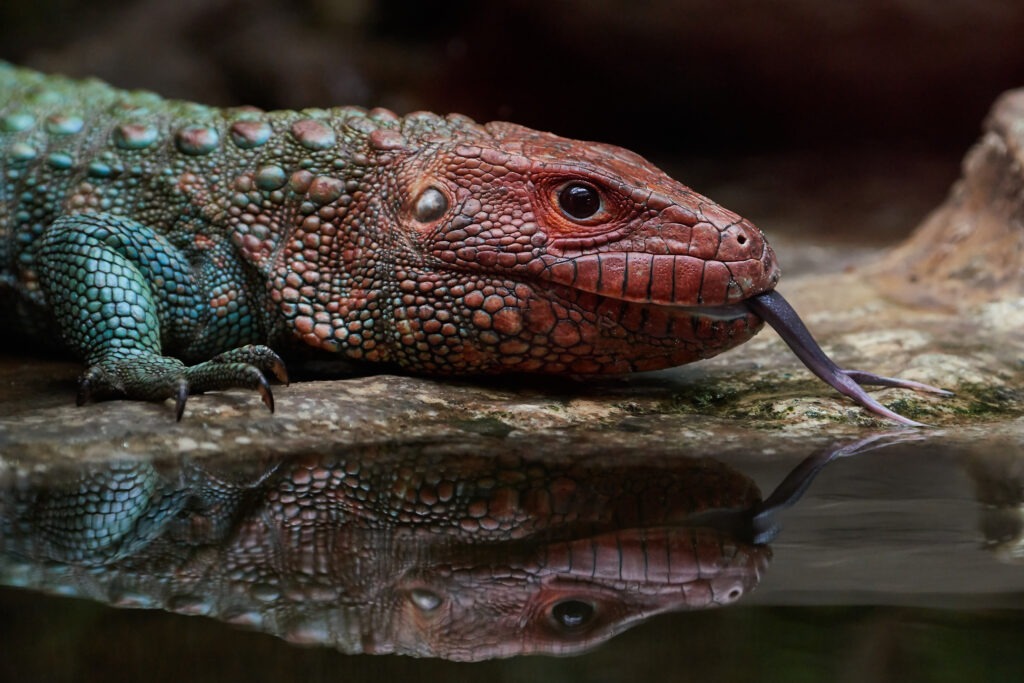 Visit the Virginia Zoo Animals Today!