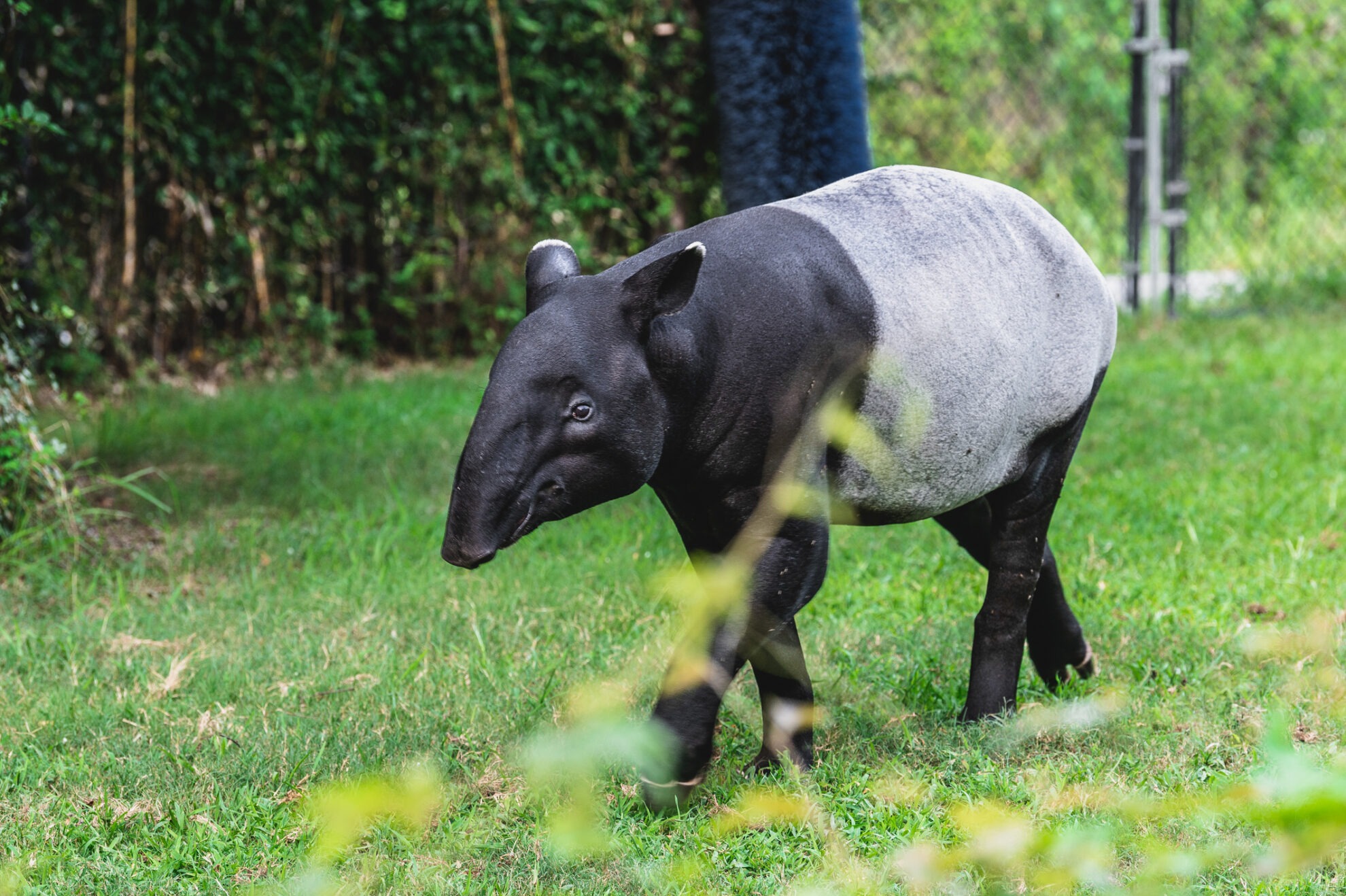 Visit the Virginia Zoo Animals Today!