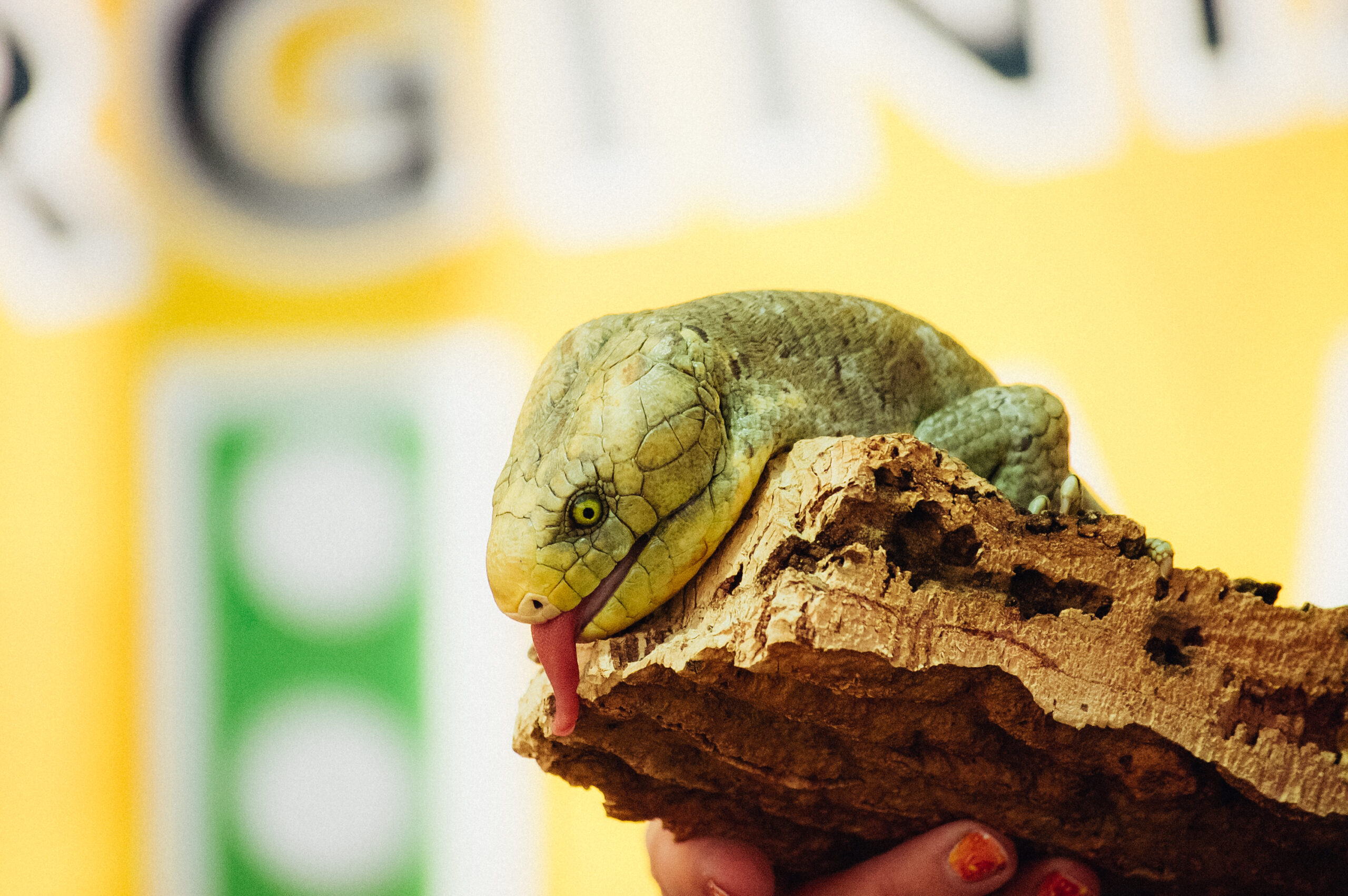 Monkey-Tailed Skink - Virginia Zoo