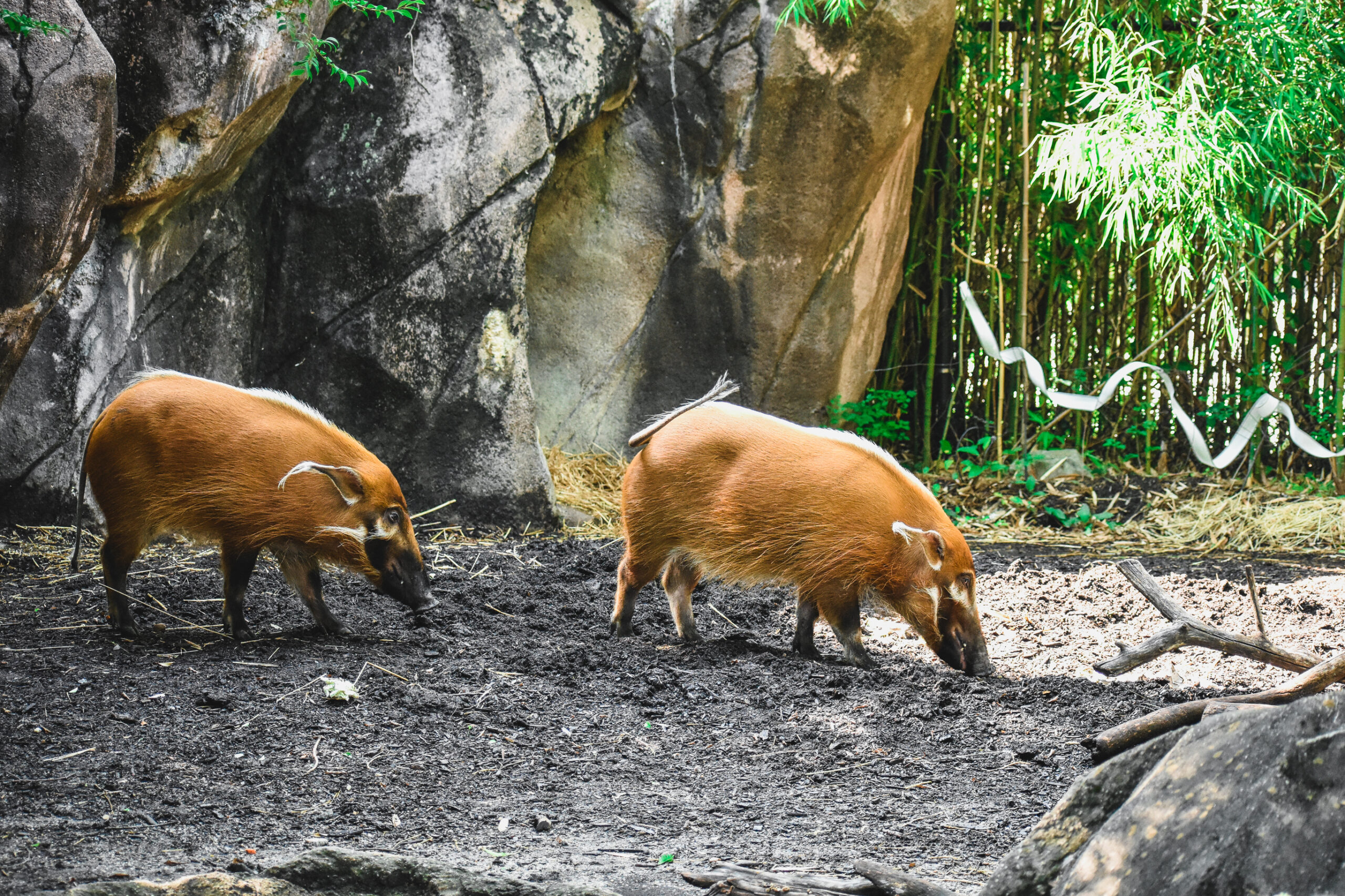 Visit the Virginia Zoo Animals Today!