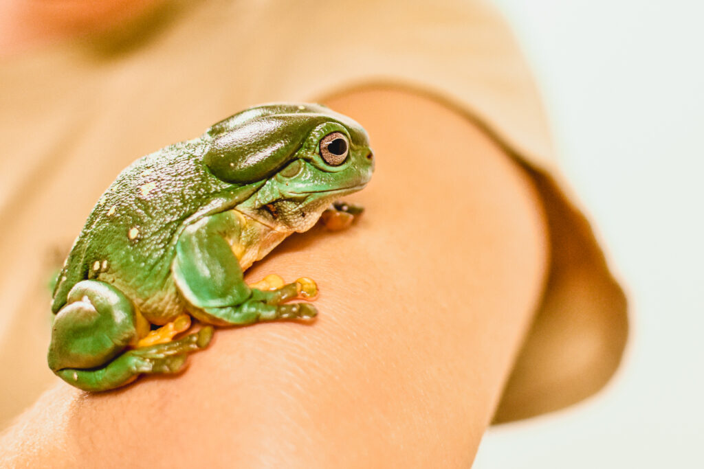 Splendid Tree Frog - Virginia Zoo