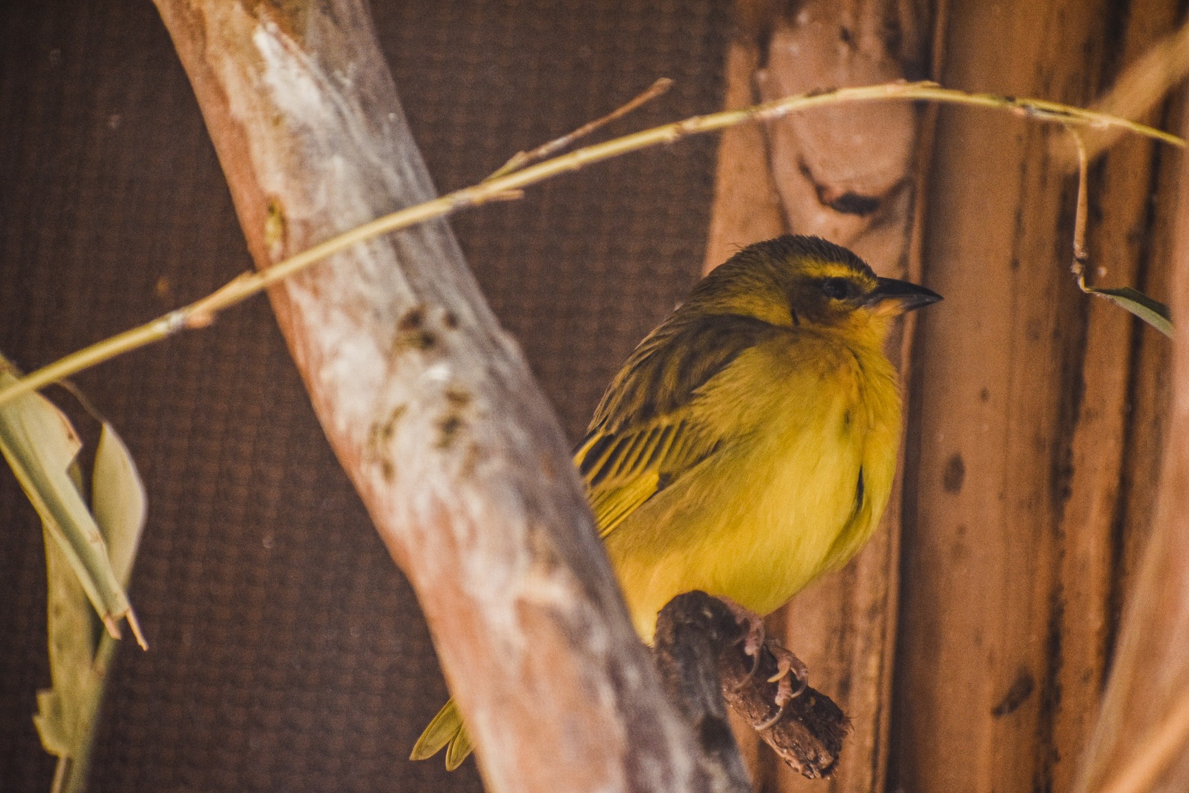 Visit the Virginia Zoo Animals Today!