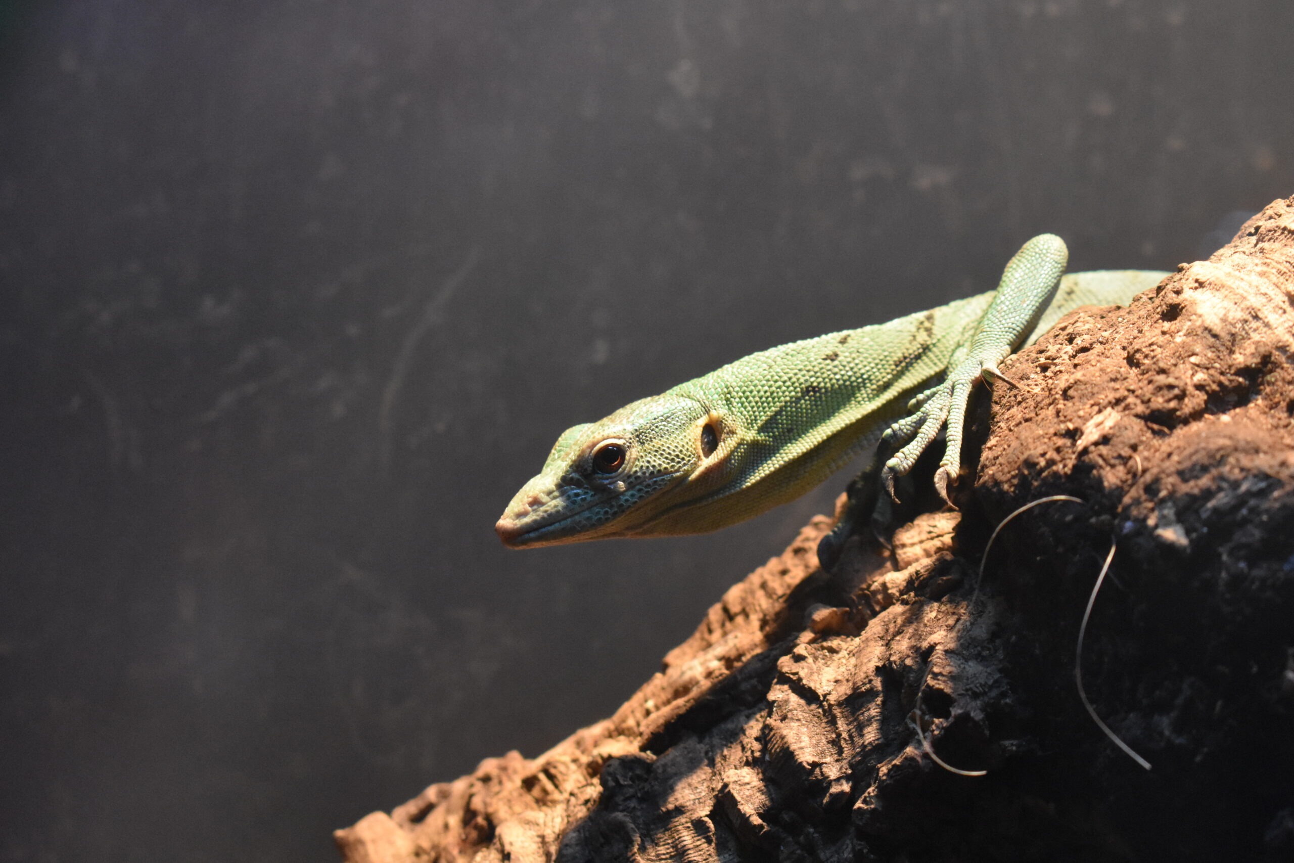 Green Tree Monitor - Virginia Zoo
