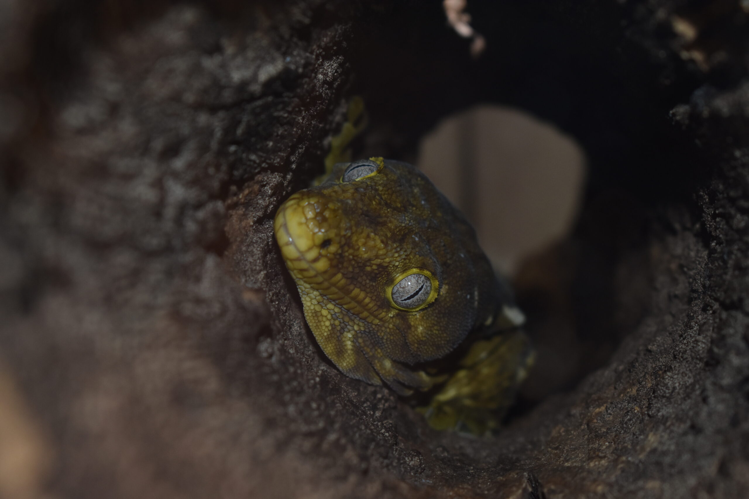 New Caledonian Giant Gecko - Virginia Zoo