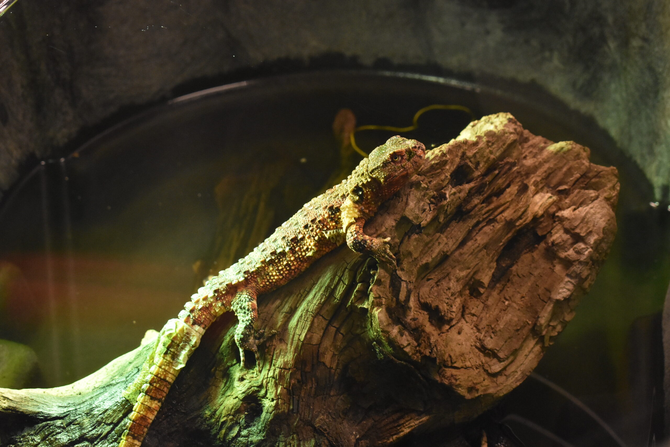 Visit the Virginia Zoo Animals Today!