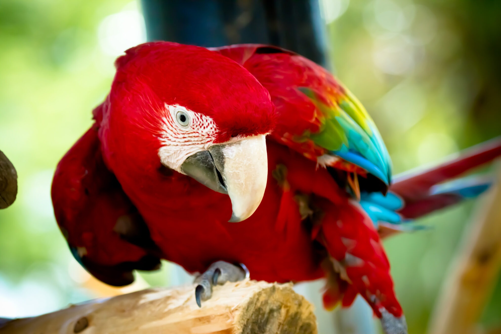 Visit the Virginia Zoo Animals Today!