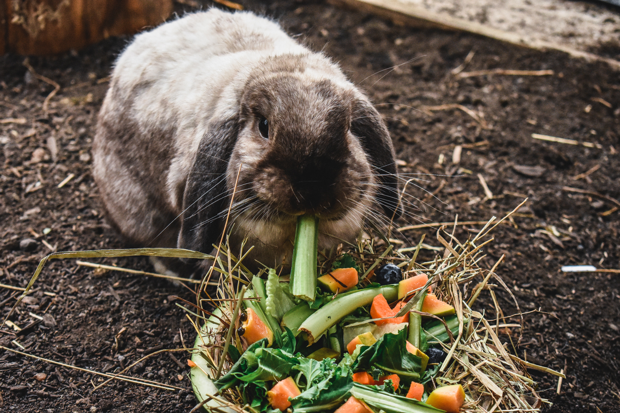 Visit the Virginia Zoo Animals Today!