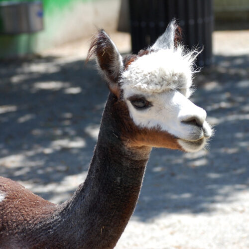 Visit the Virginia Zoo Animals Today!