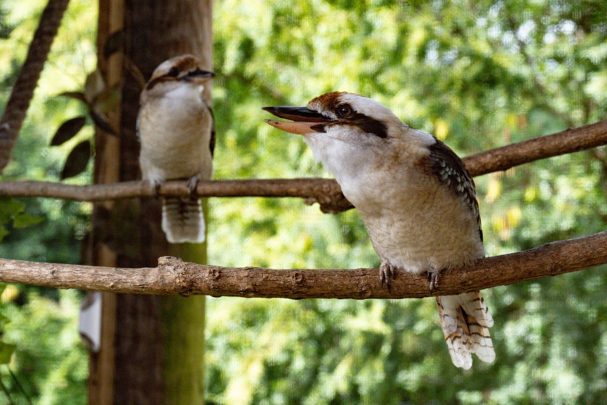 Visit the Virginia Zoo Animals Today!