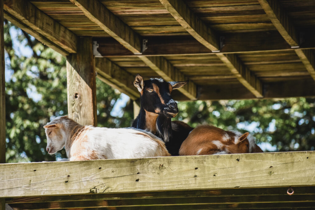 Nigerian Dwarf Goats - Virginia Zoo