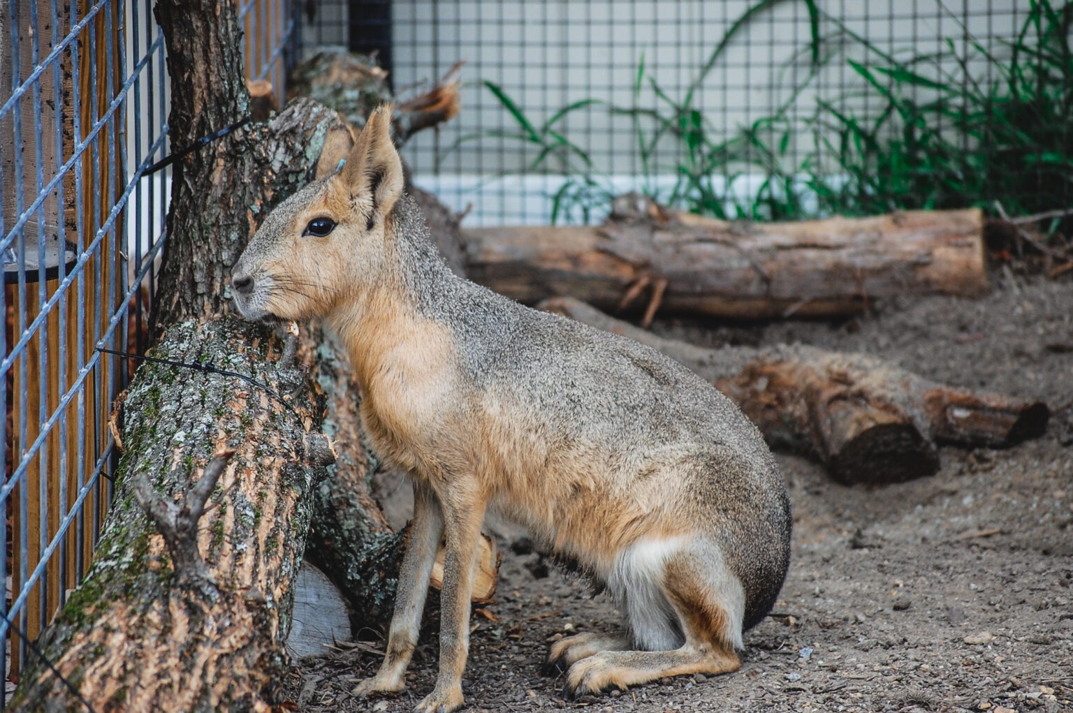 Visit the Virginia Zoo Animals Today!