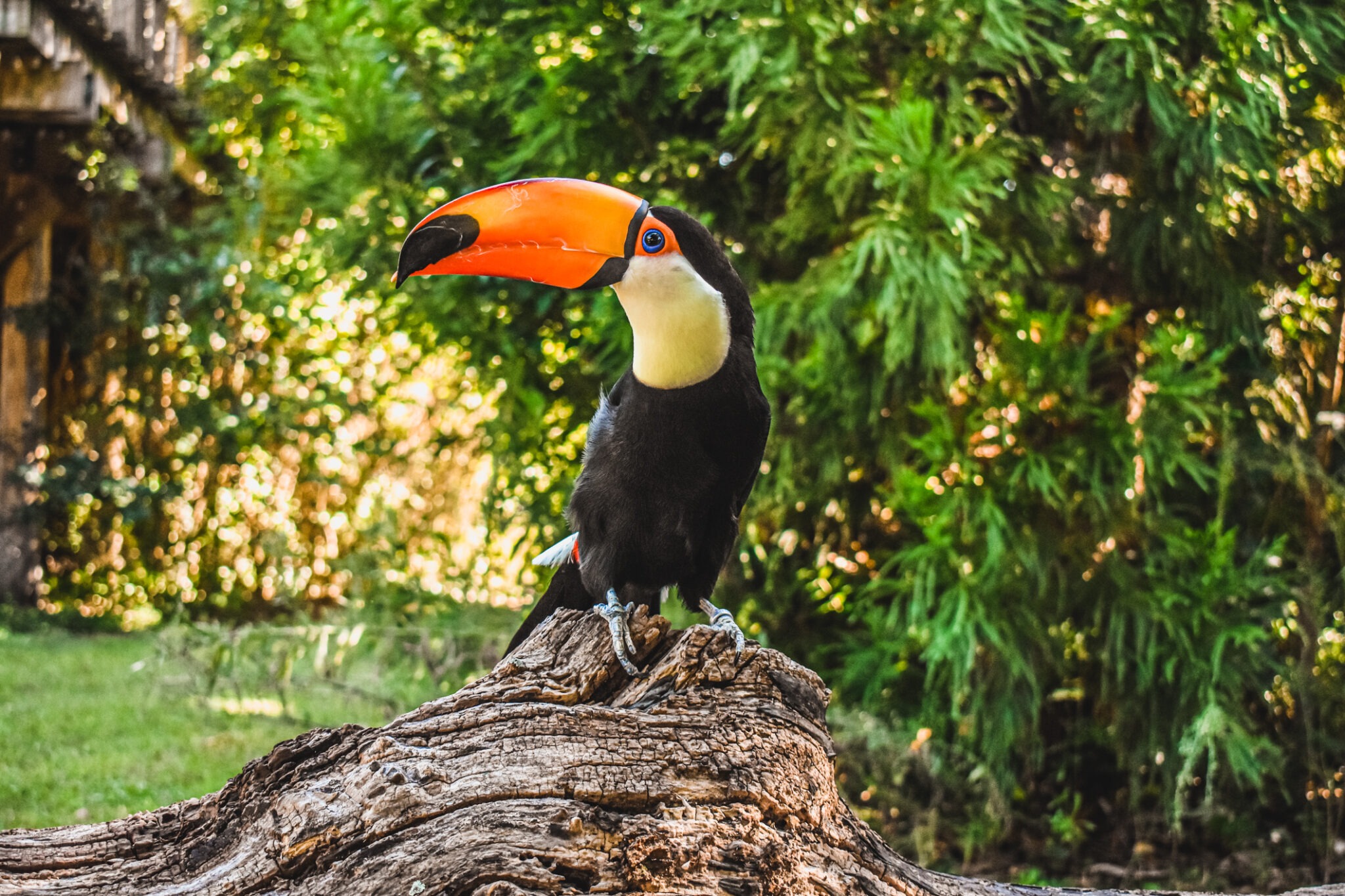Visit the Virginia Zoo Animals Today!