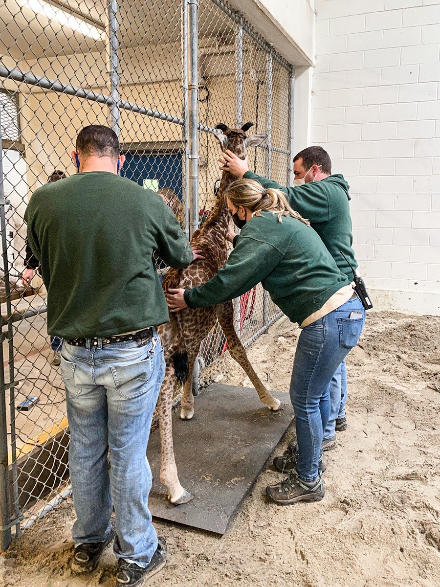 Visit the Virginia Zoo Animals Today!