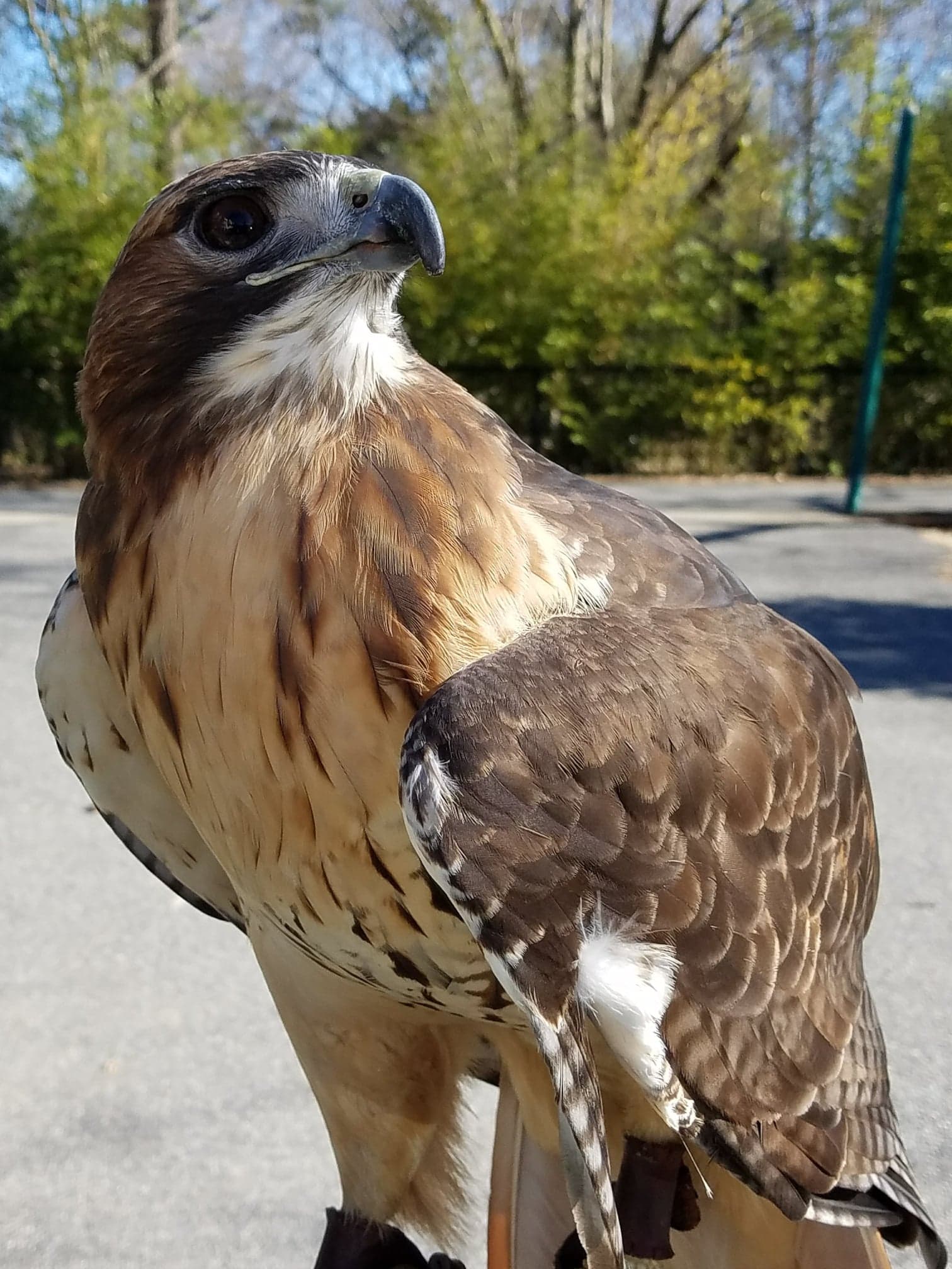 Red-tailed Hawk - Virginia Zoo