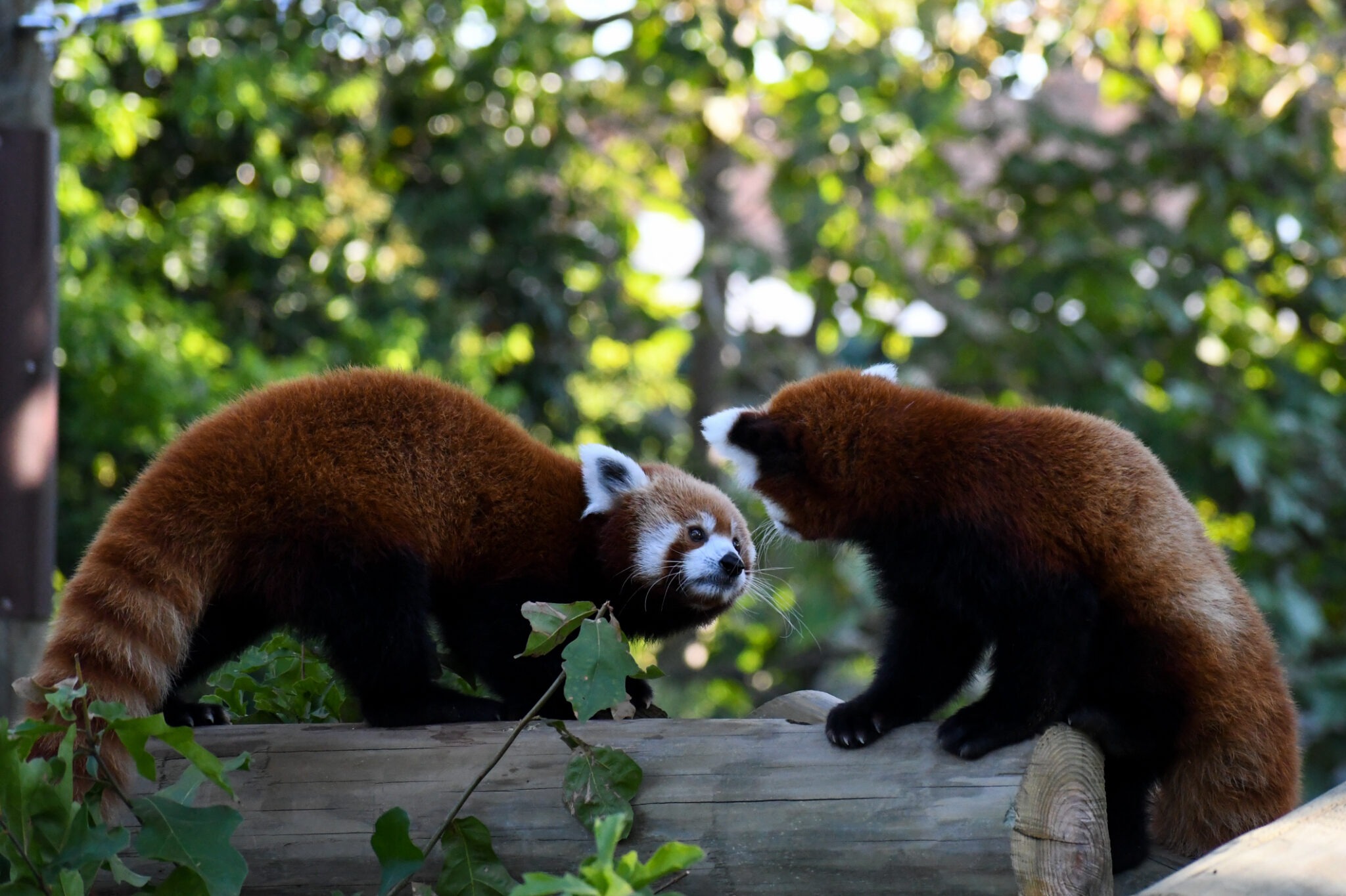 Visit the Virginia Zoo Animals Today!