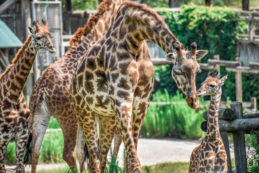 HOUSEHOLD DELUXE - Virginia Zoo