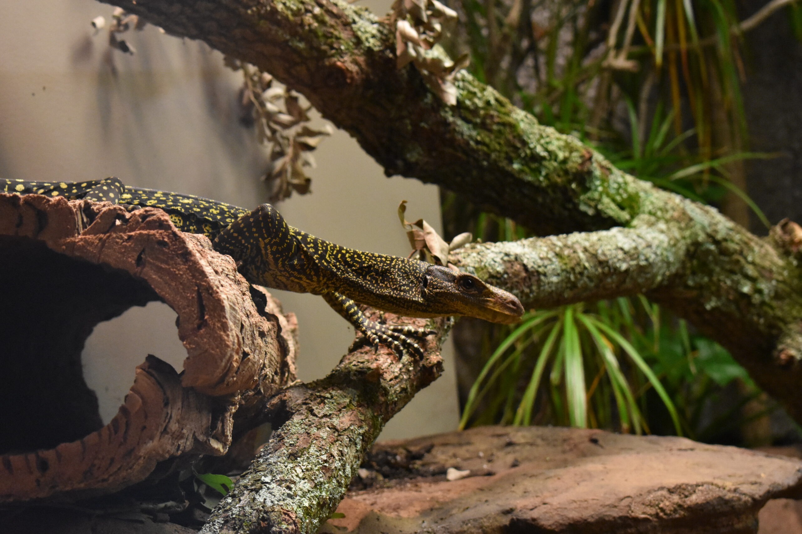 Visit the Virginia Zoo Animals Today!