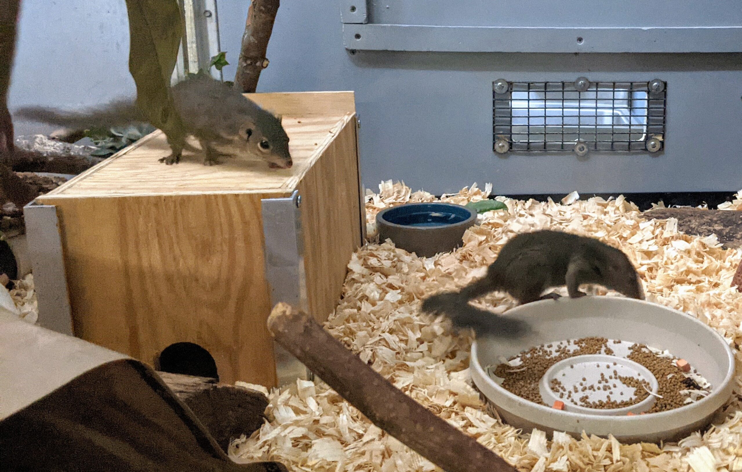 Visit the Virginia Zoo Animals Today!