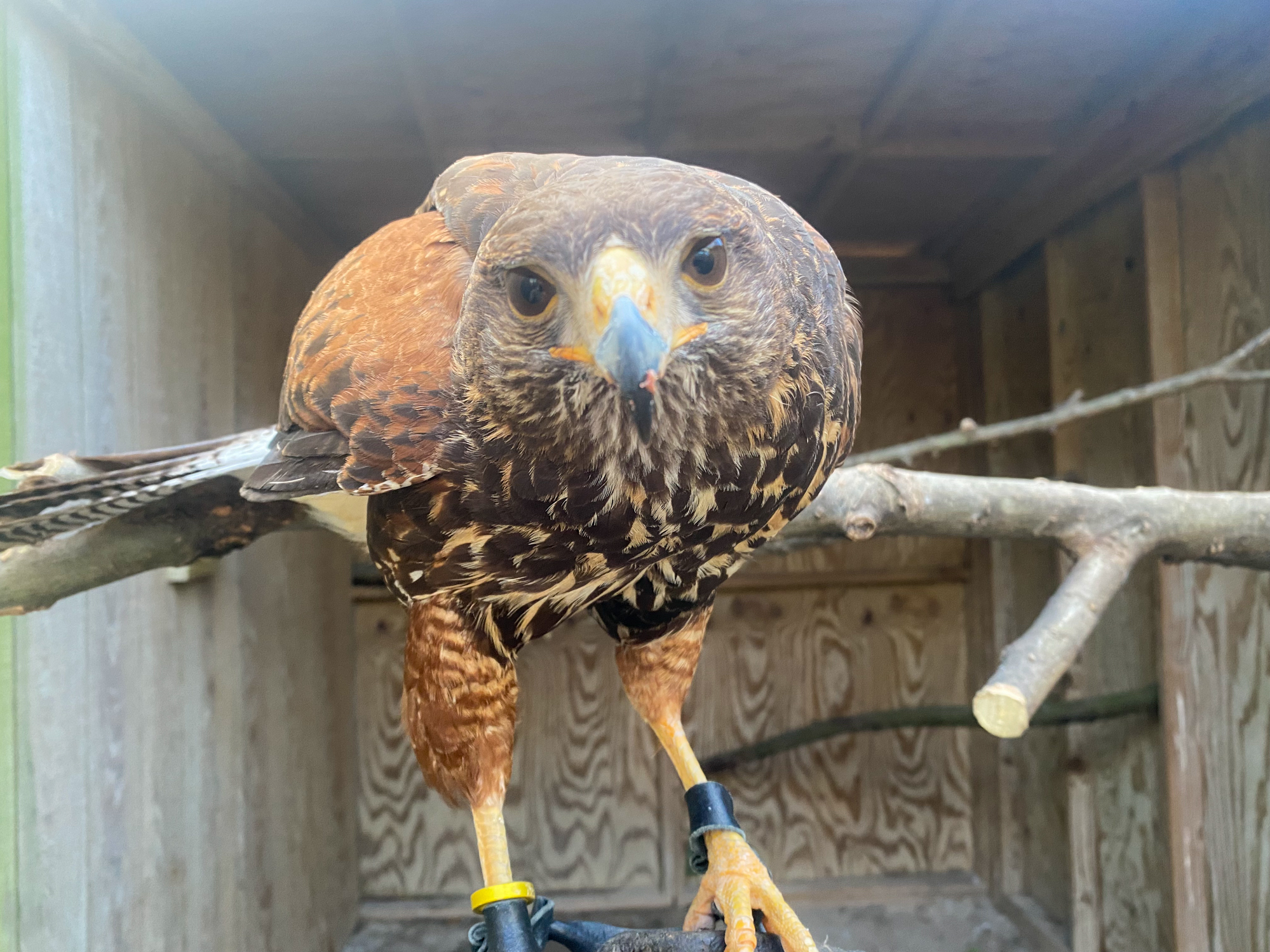 Tony (the) Hawk Lands at the Virginia Zoo - Virginia Zoo