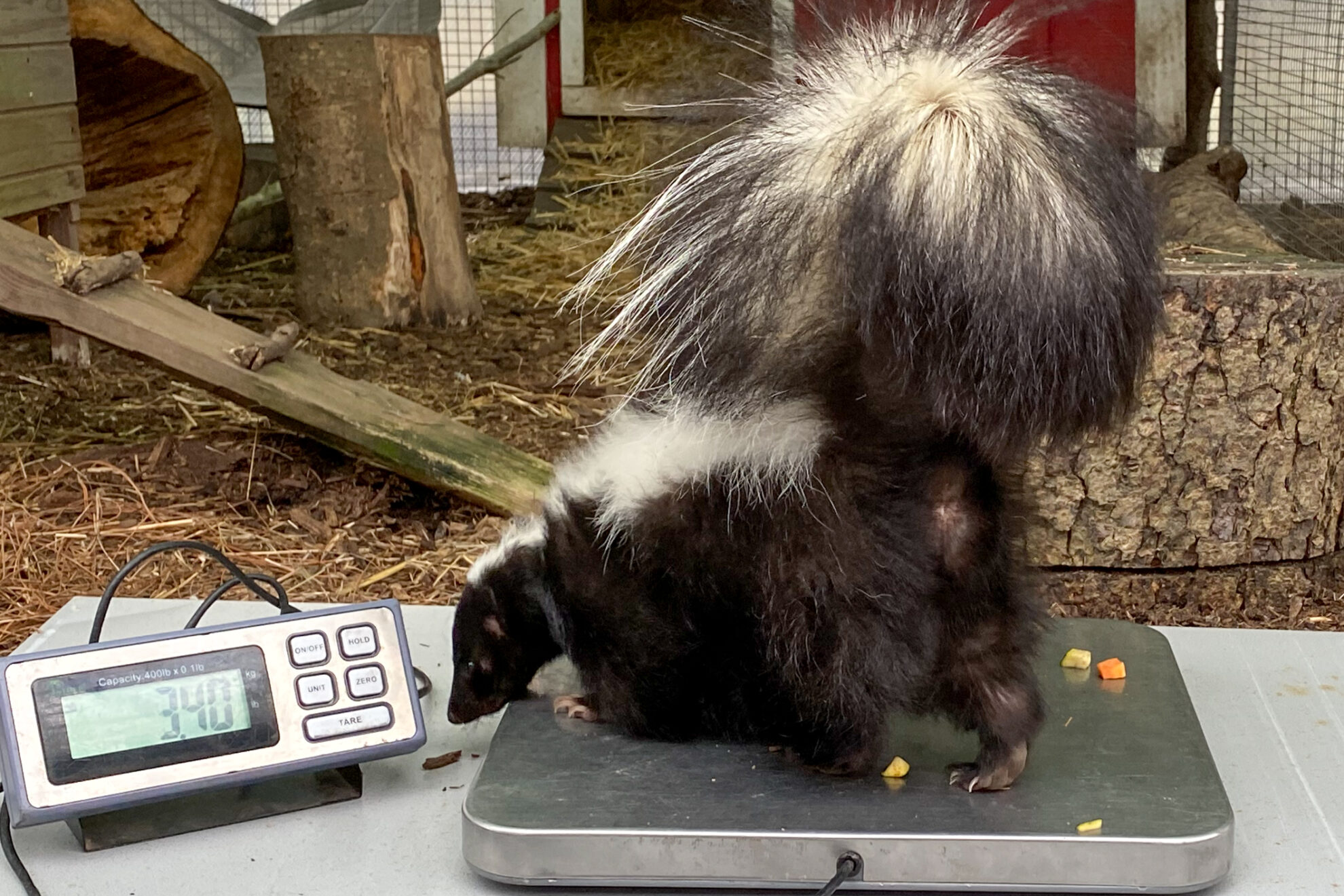 Visit the Virginia Zoo Animals Today!