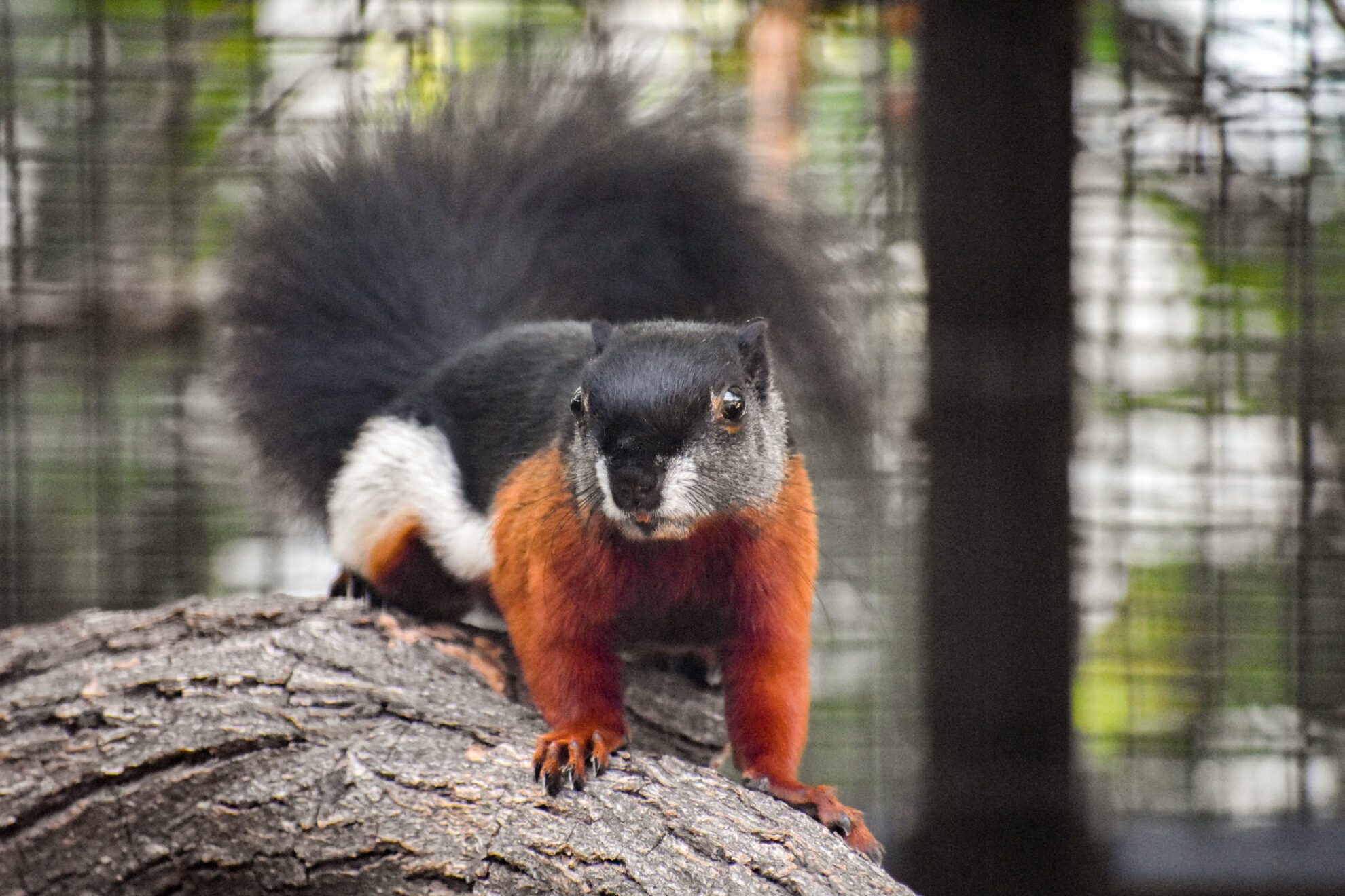 Visit the Virginia Zoo Animals Today!