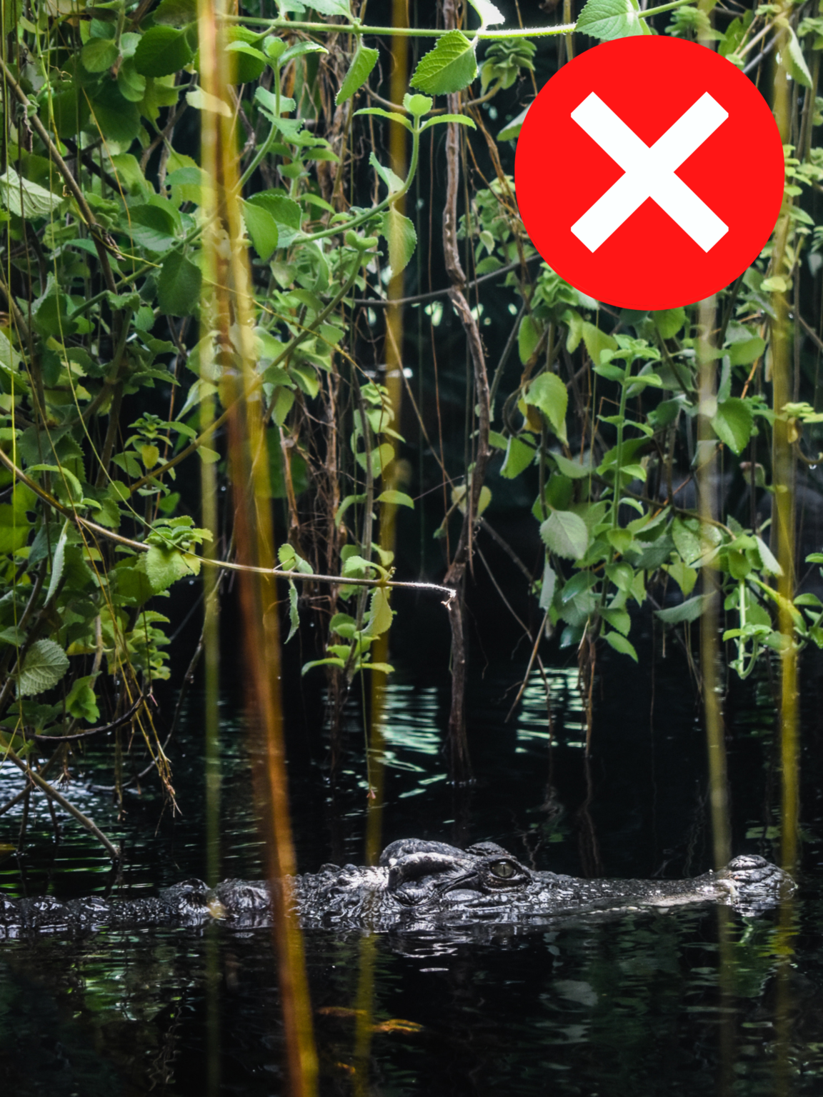 Visit the Virginia Zoo Animals Today!